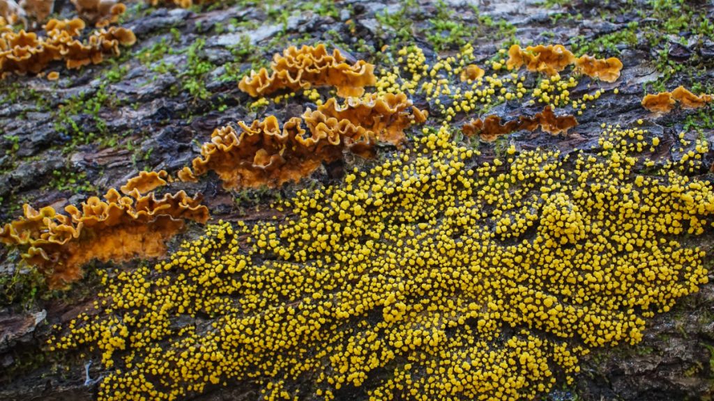 Blob Kit : Le Monde Fascinant des Organismes Unicellulaires