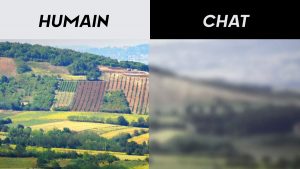 Comment nous voient les chats : Le décryptage du regard félin