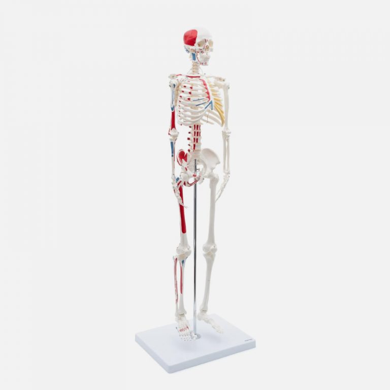 Maquette du corps humain - Outil d’apprentissage de l'anatomie