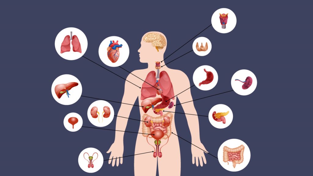 Maquette du corps humain - Outil d’apprentissage de l'anatomie